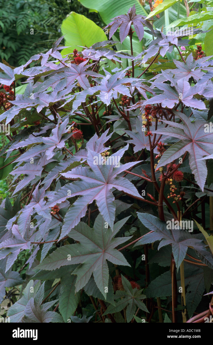 Bronze foliage hi-res stock photography and images - Alamy