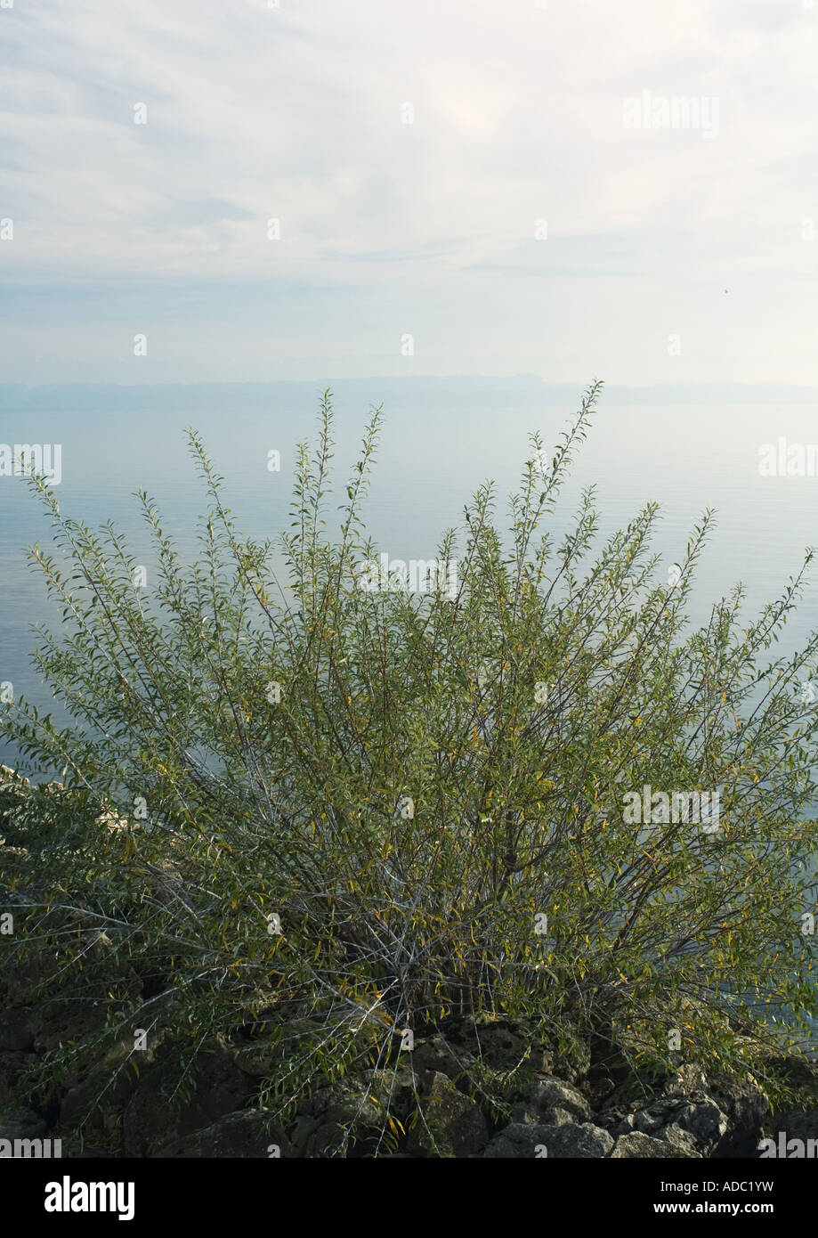 Bush, body of water in background Stock Photo - Alamy