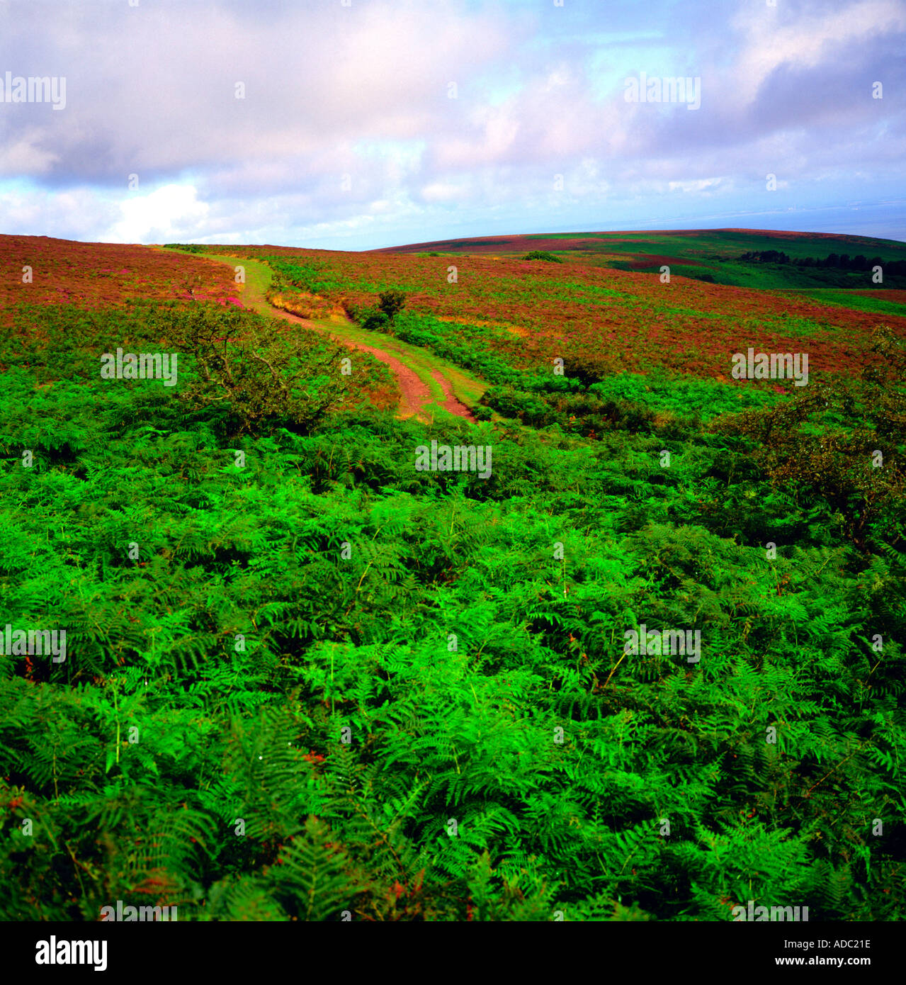 Quantock hills walking hi-res stock photography and images - Alamy