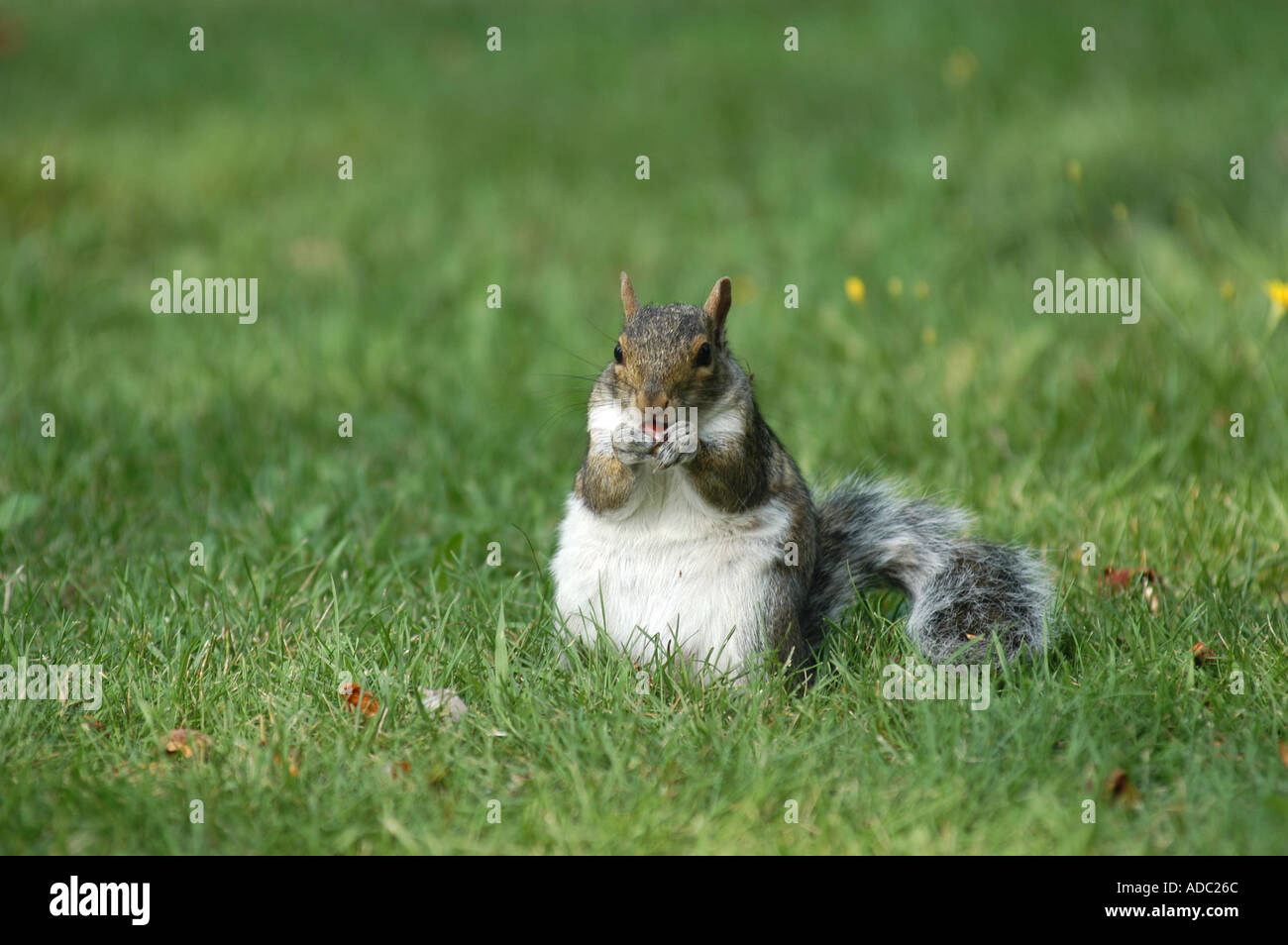 Grey squirrel in nature hi-res stock photography and images - Alamy