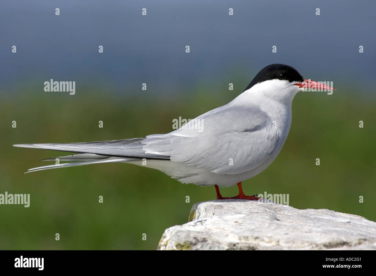 Adult breeding plumage Arctic Tern Northumberland England Stock Photo ...