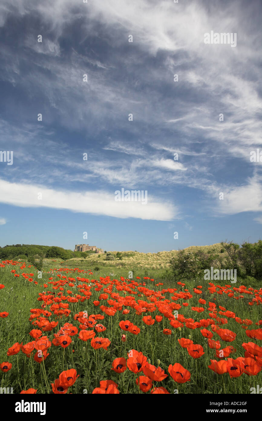 Bamburgh Castle and Poppy field Stock Photo - Alamy