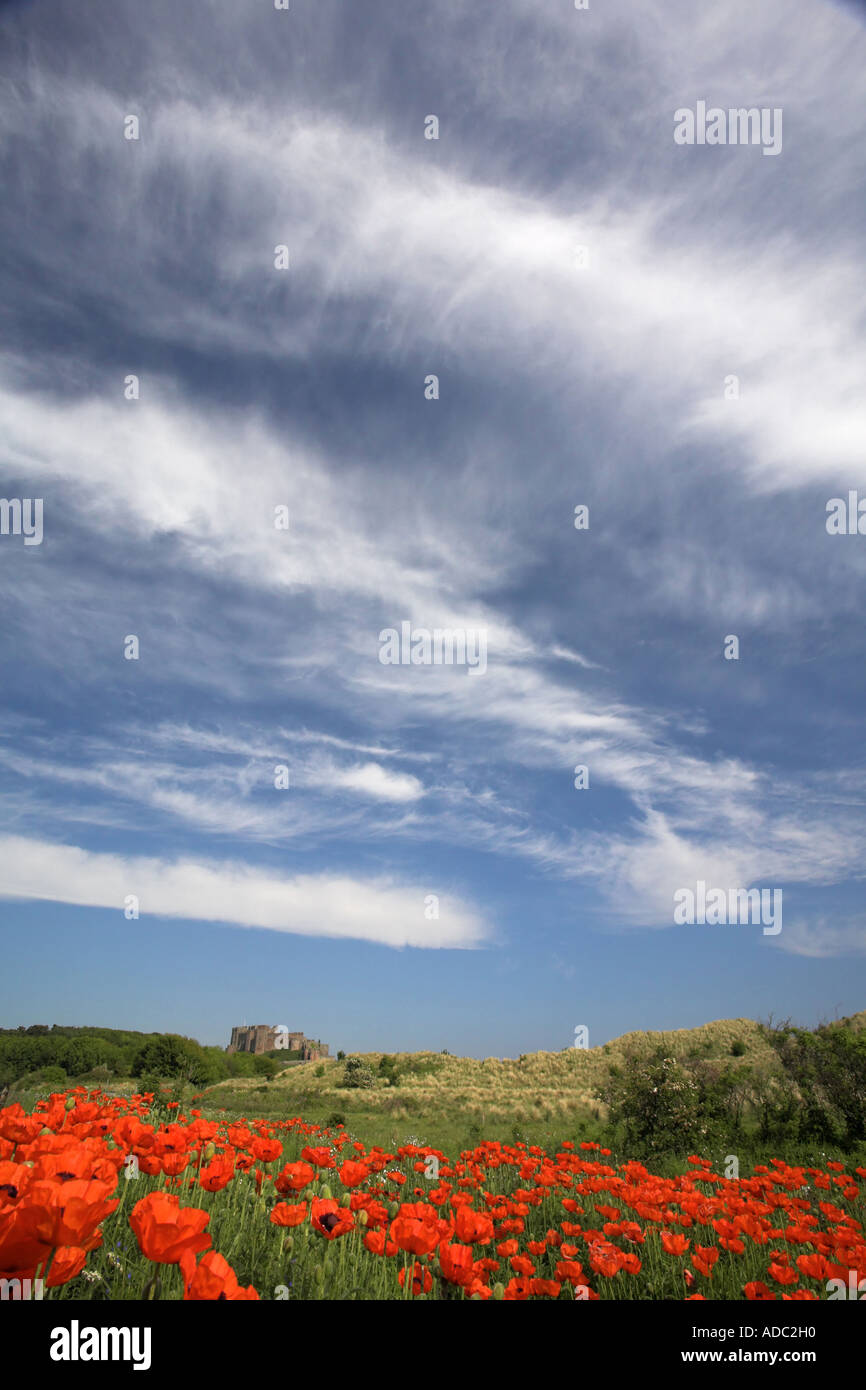 Poppies of bamburgh hi-res stock photography and images - Alamy