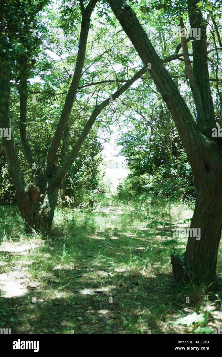 Clearing in woods Stock Photo - Alamy