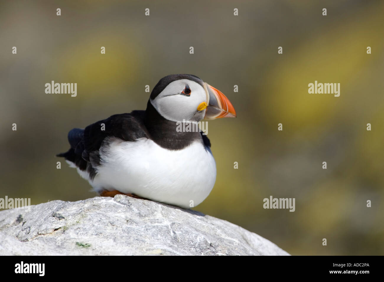 Atlantic Puffin resting on rock Stock Photo - Alamy