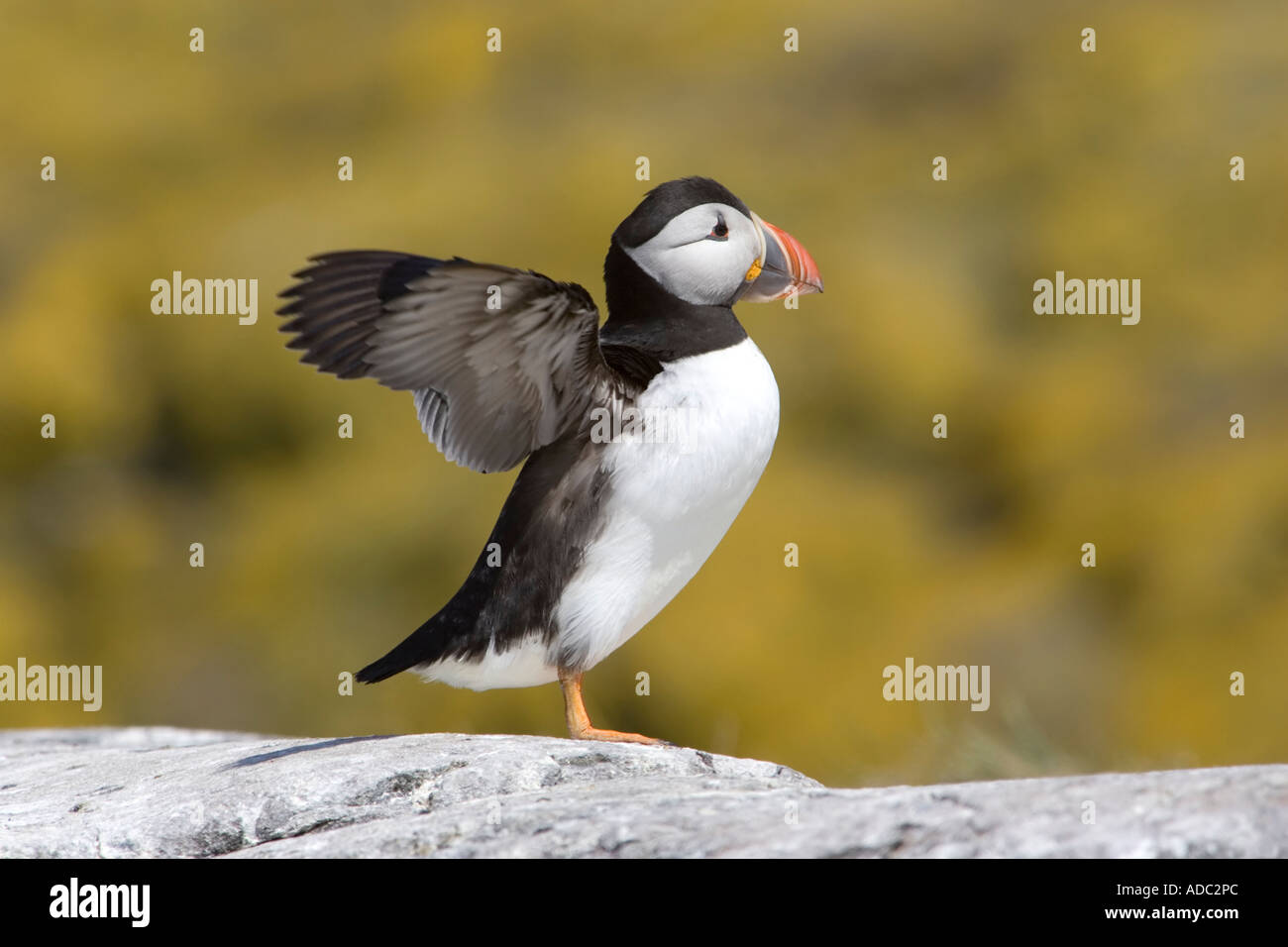 Atlantic Puffin wing stretching Stock Photo - Alamy