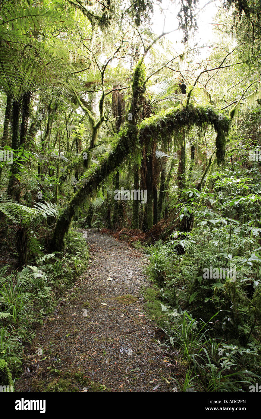 Pureora Forest Park, Central North Island, New Zealand Stock Photo - Alamy