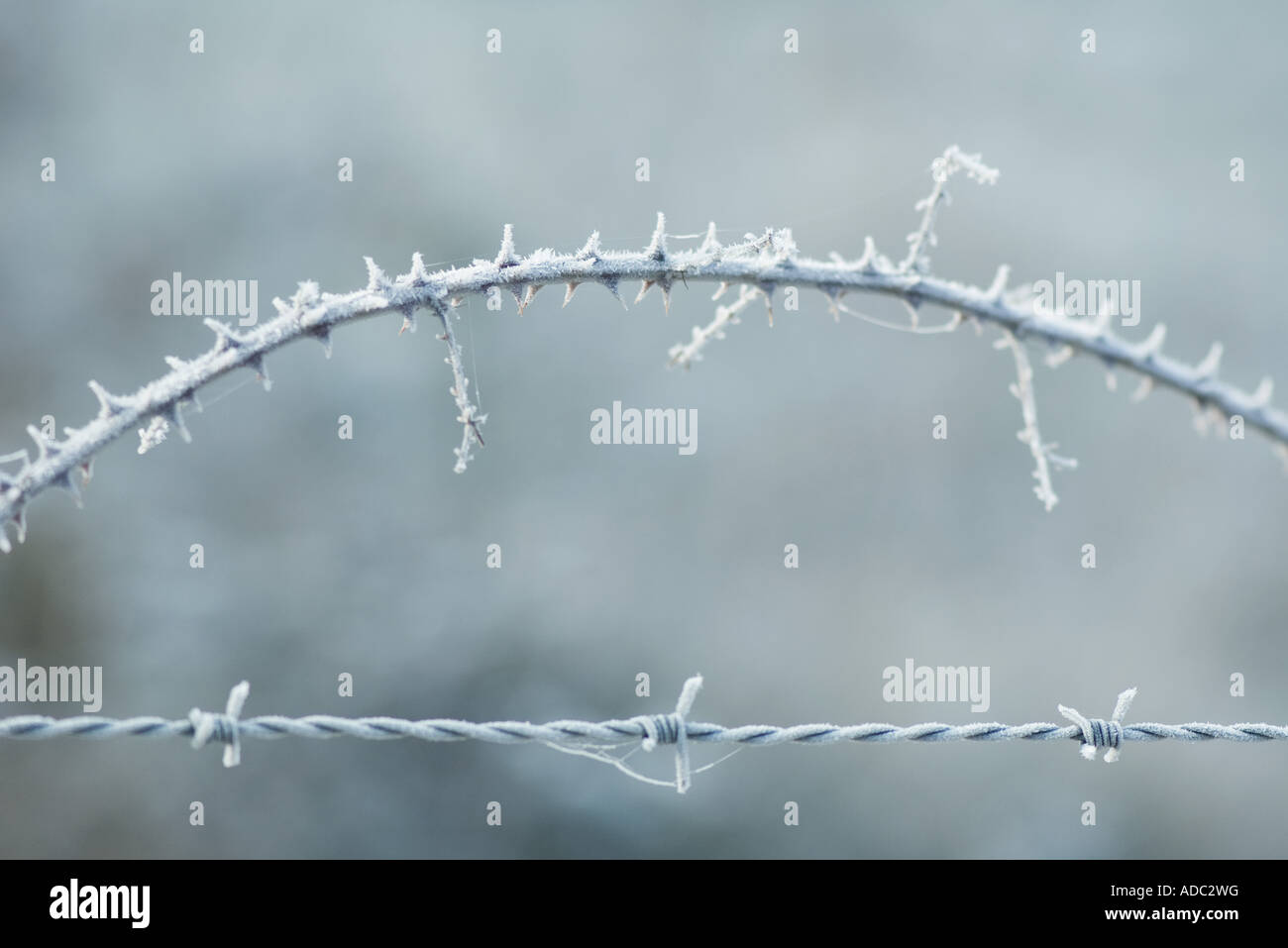 Thorny wire hi-res stock photography and images - Alamy
