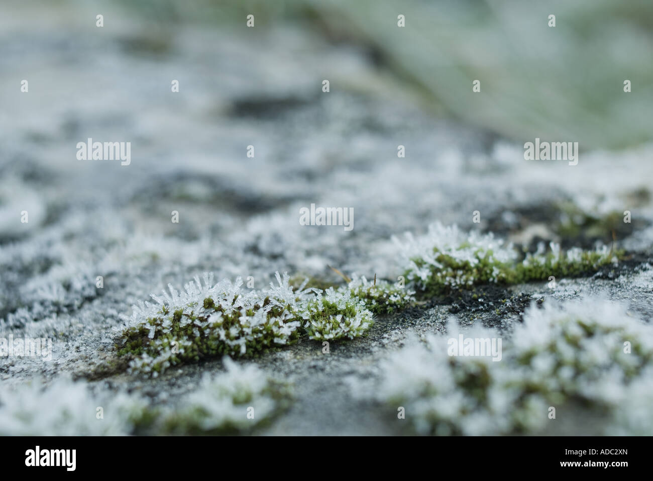 Frost covered moss Stock Photo - Alamy