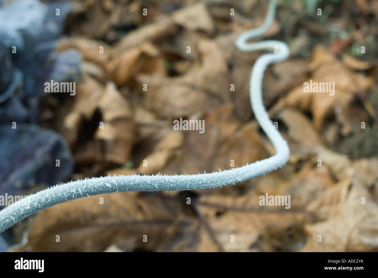 Frost covered rope Stock Photo - Alamy