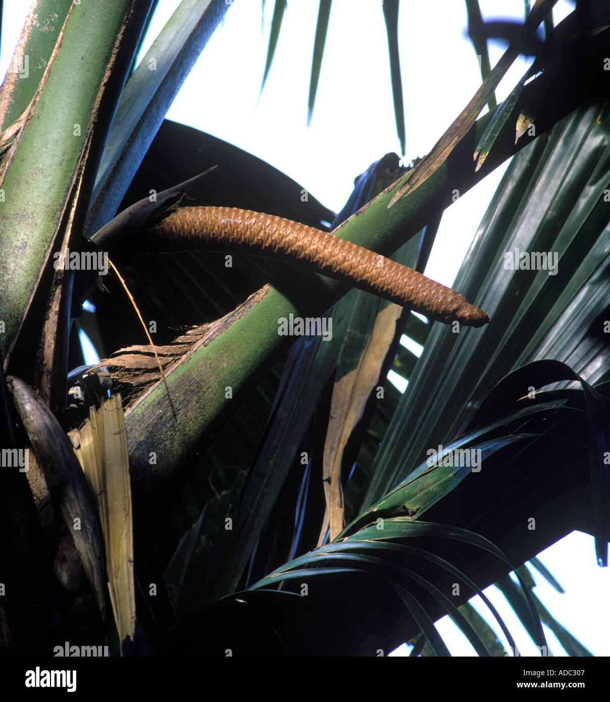 Coco de Mare male flower spike, Praslin Seychelles Indian Ocean Stock ...