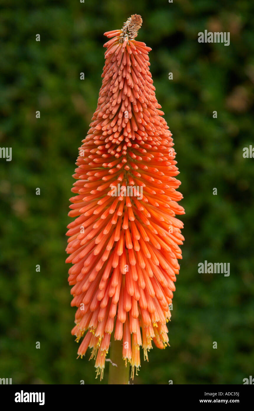 Linearifolia hi-res stock photography and images - Alamy