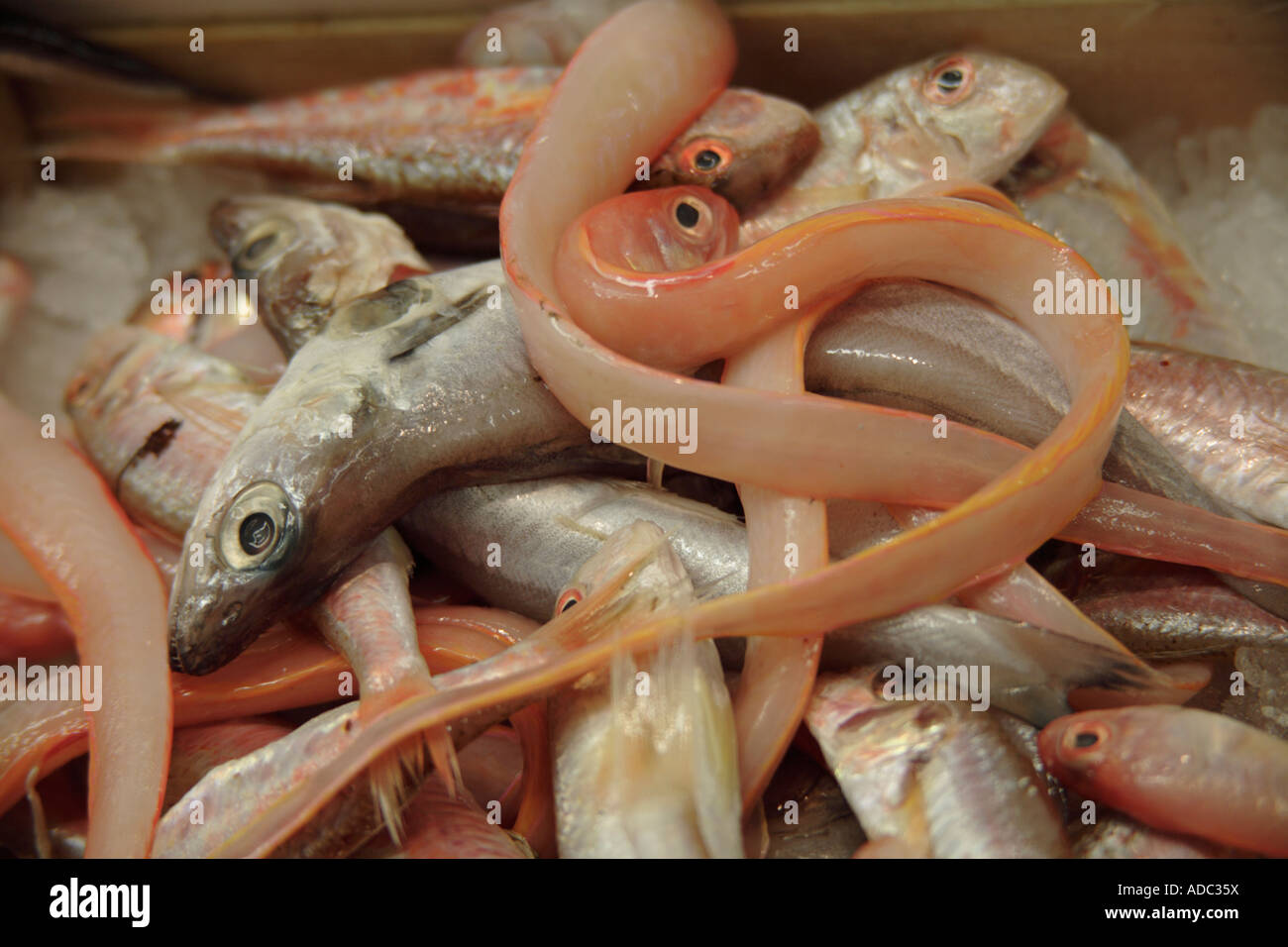 Fish leftovers and bait fish on ice offered at the fish market Stock ...