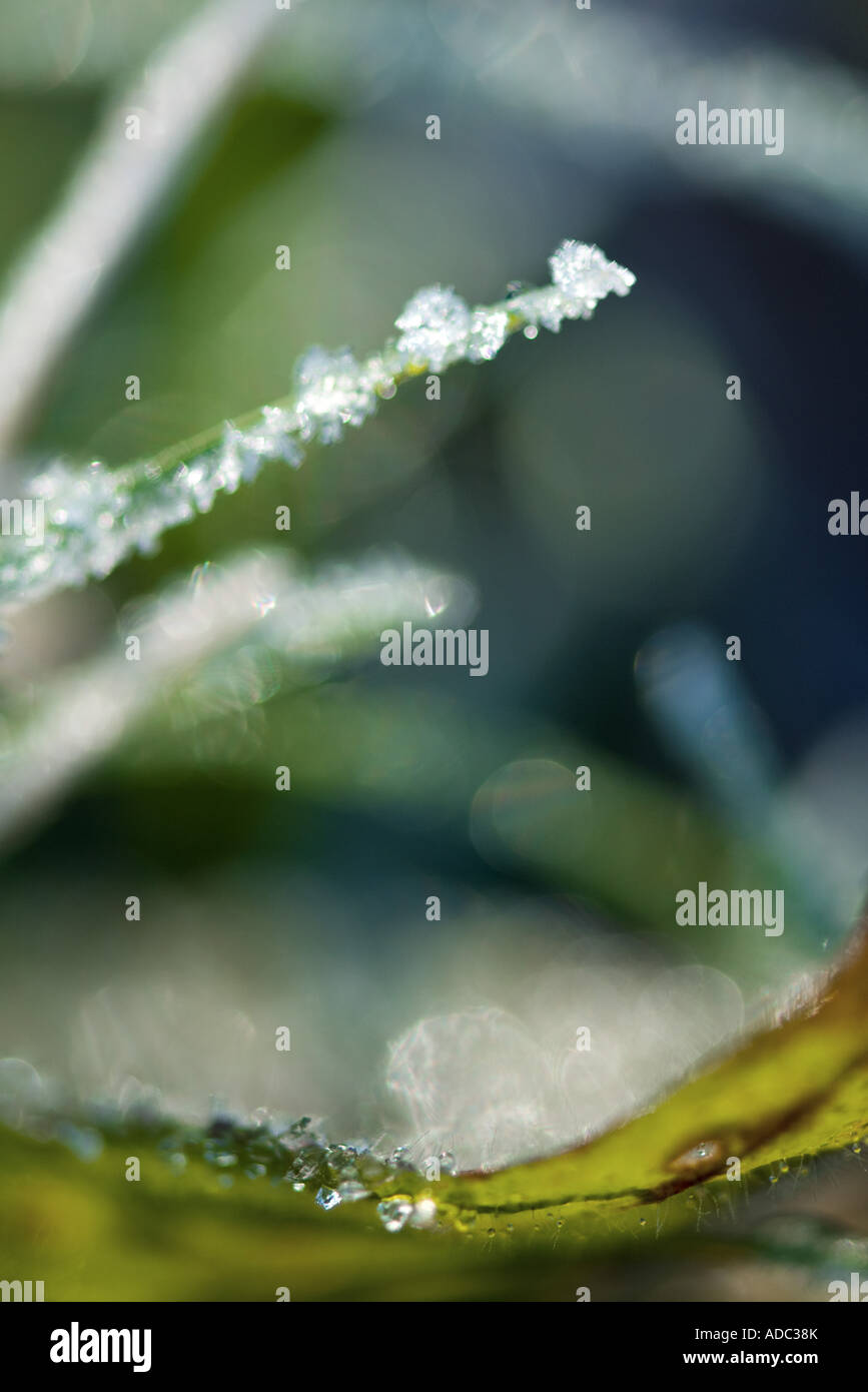 Frost covered blade of grass Stock Photo - Alamy