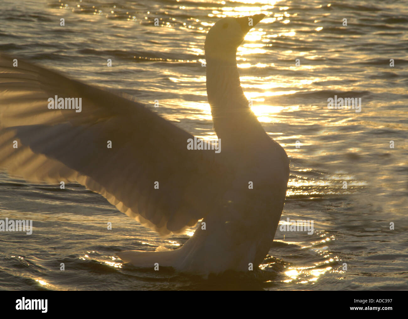 Goose dance hi-res stock photography and images - Alamy