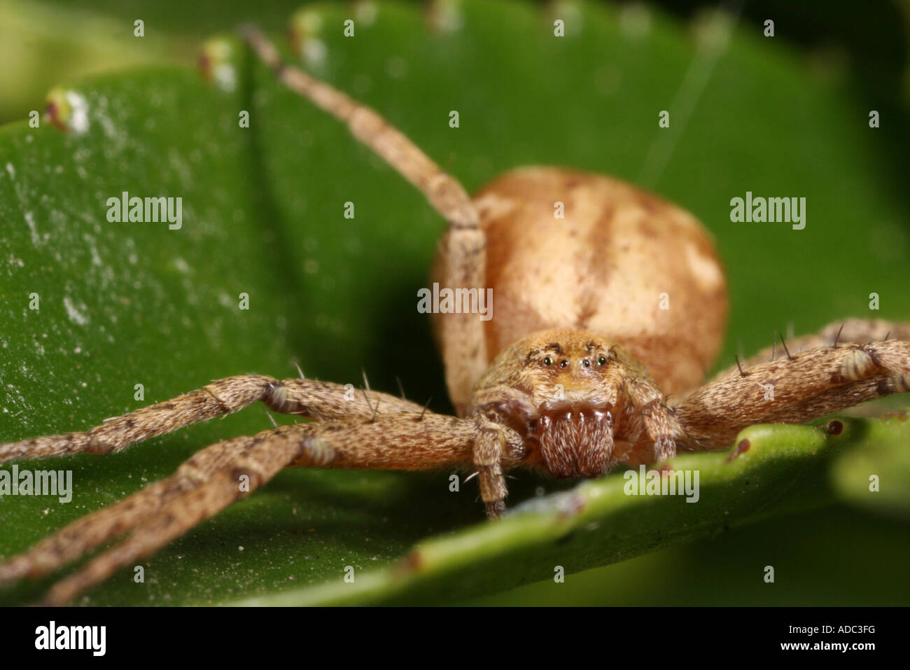 extreme macro of garden spider sitting on leaf waiting for prey Stock ...