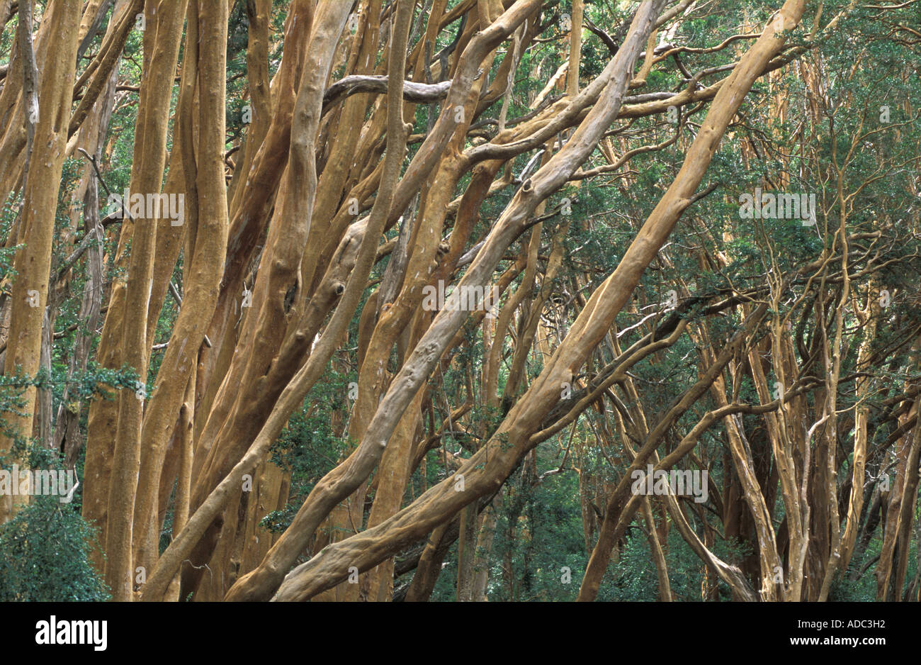 Arrayanes (Luma apiculata), Parque Nacional Los Arrayanes, Neuquen, Patagonia, Argentina Stock ...