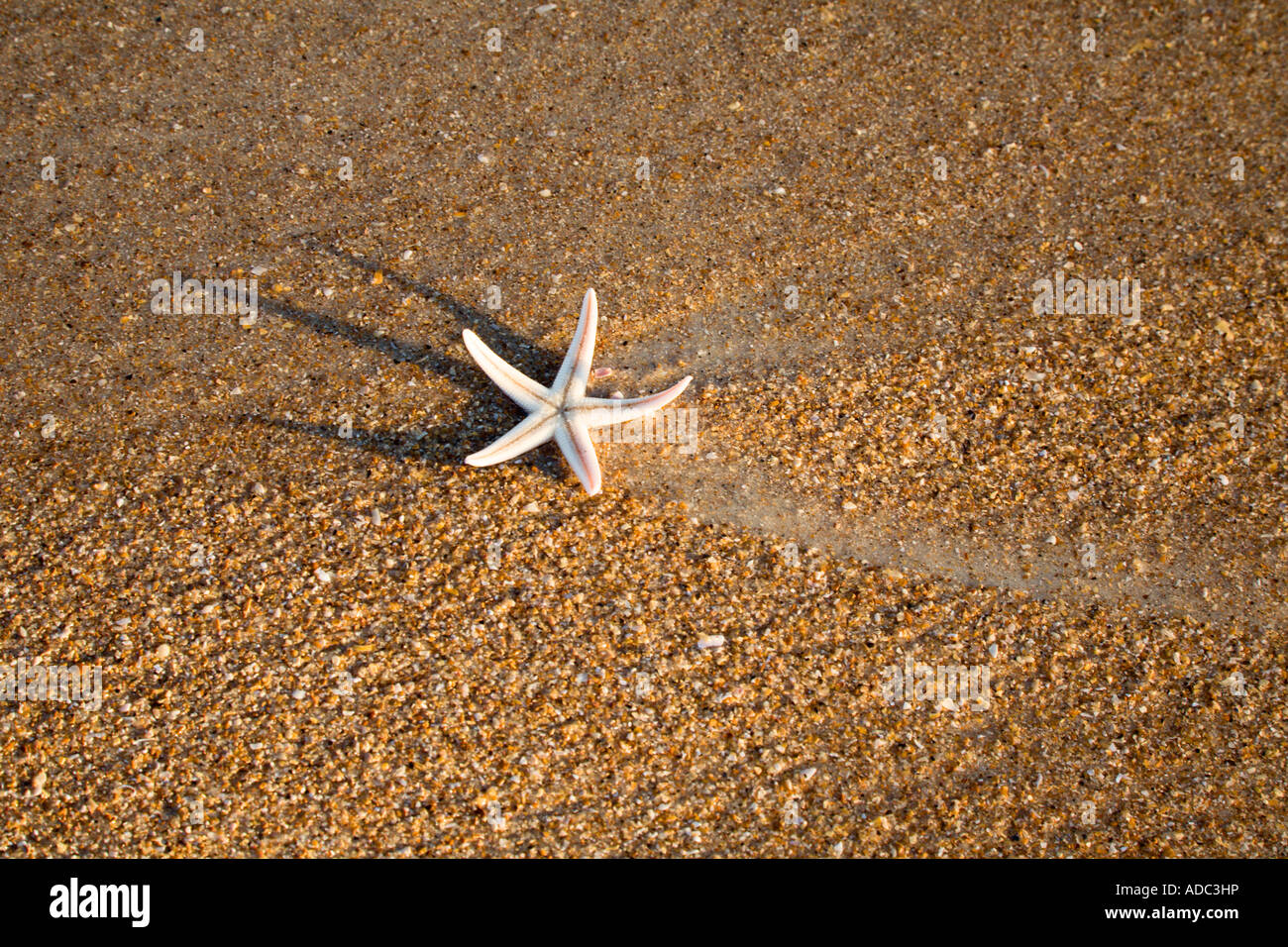 Starfish washed up with the tide on North Beach near St. Augustine ...