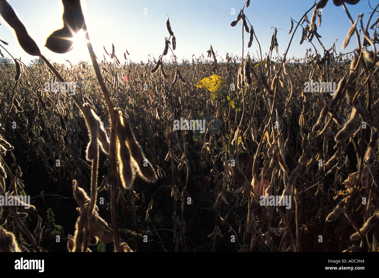 Oil field legume vegetable hi-res stock photography and images - Alamy