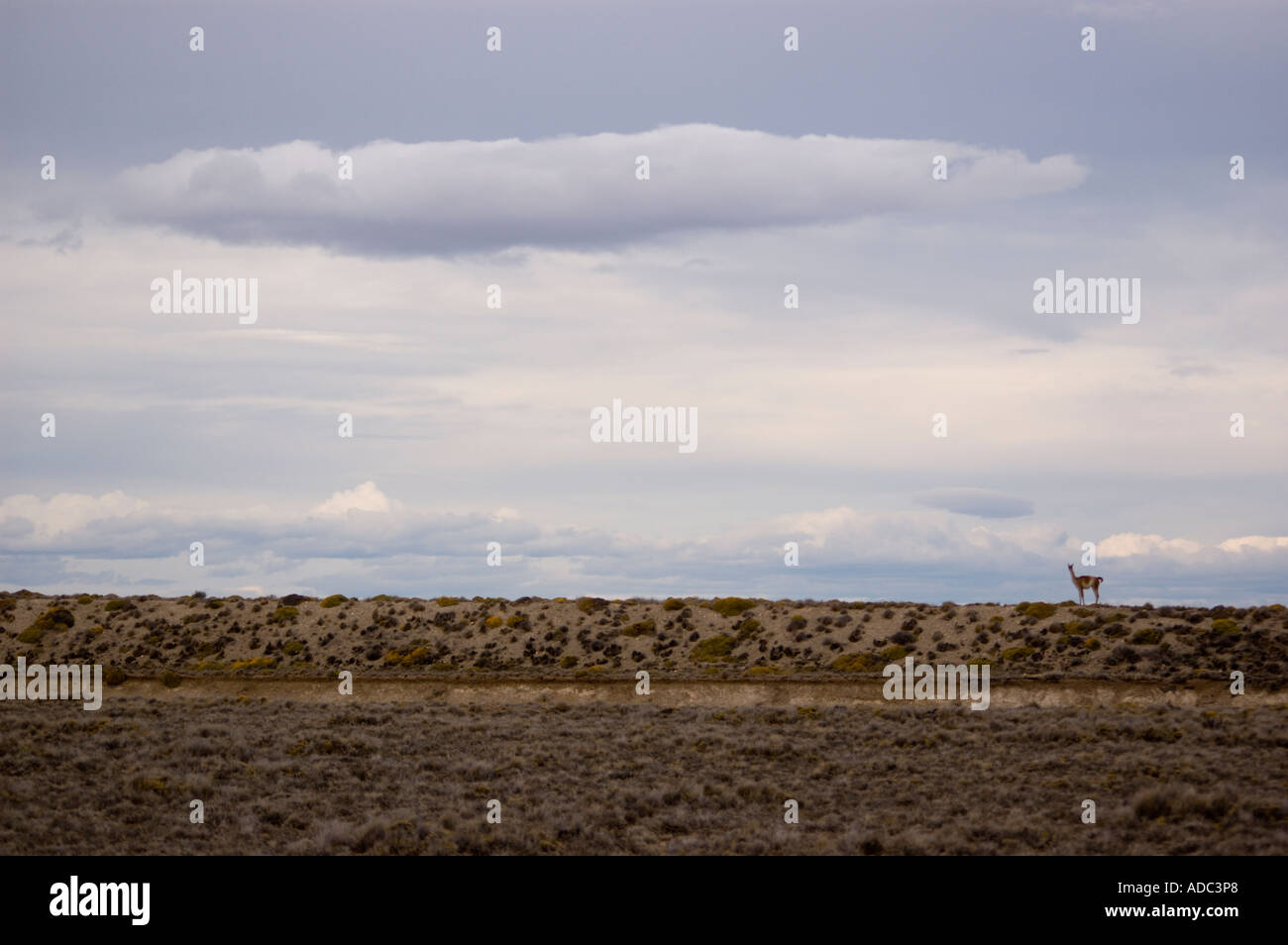 Guanaco skin hi-res stock photography and images - Alamy