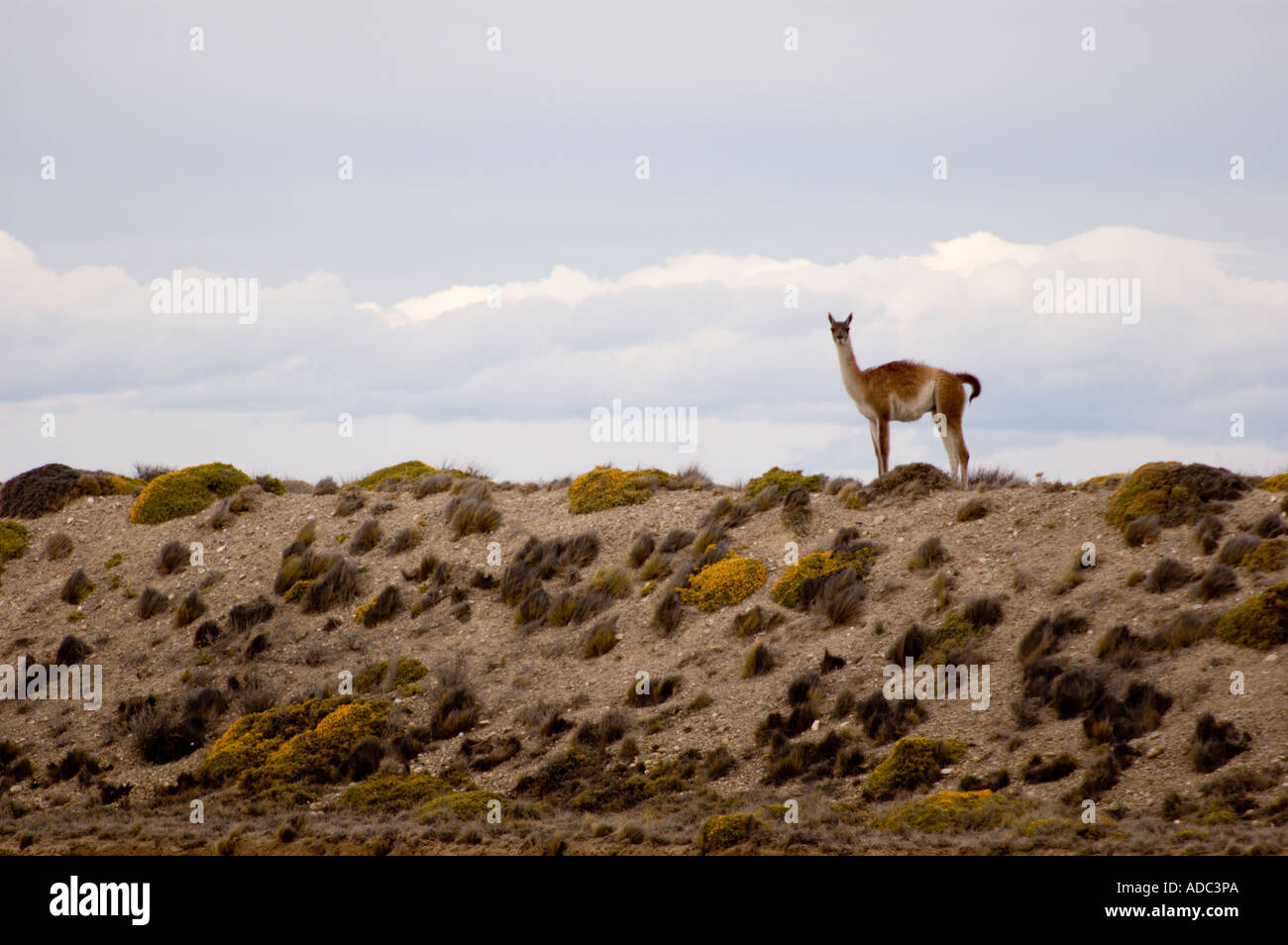 Guanaco skin hi-res stock photography and images - Alamy