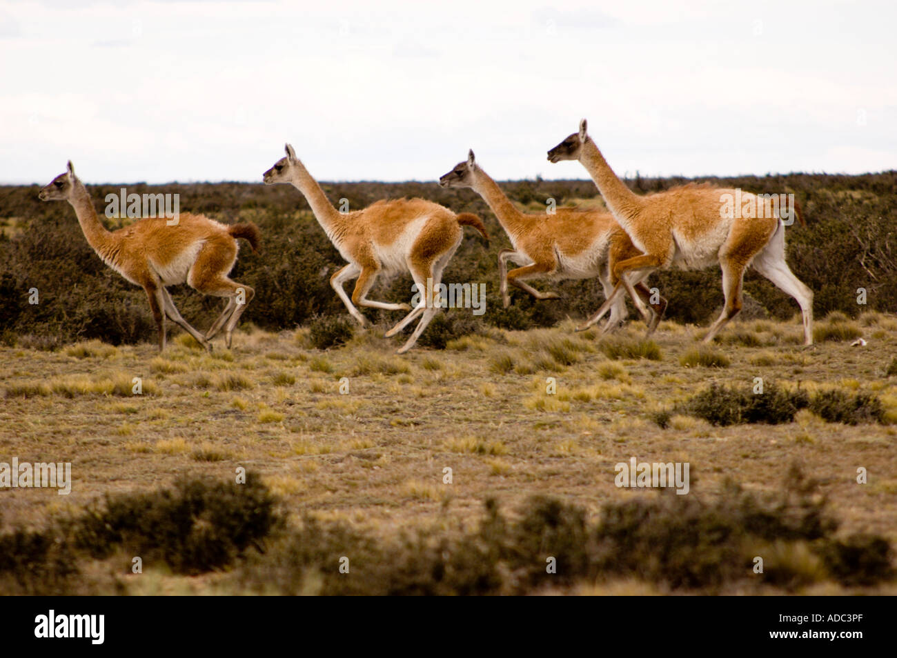 Guanaco skin hi-res stock photography and images - Alamy