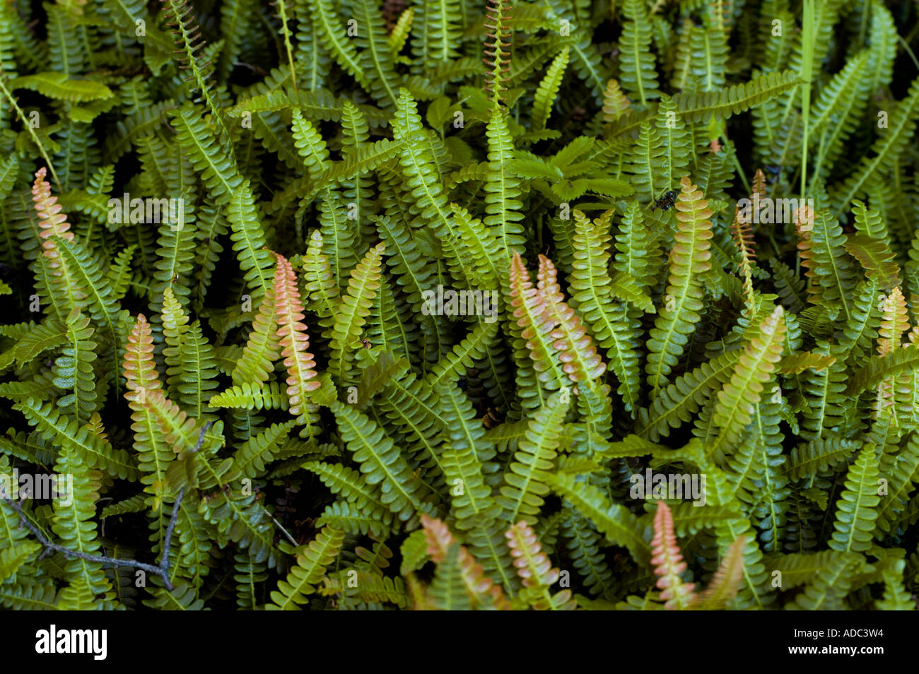 Fern in Santa Cruz, Patagonia, Argentina Stock Photo - Alamy