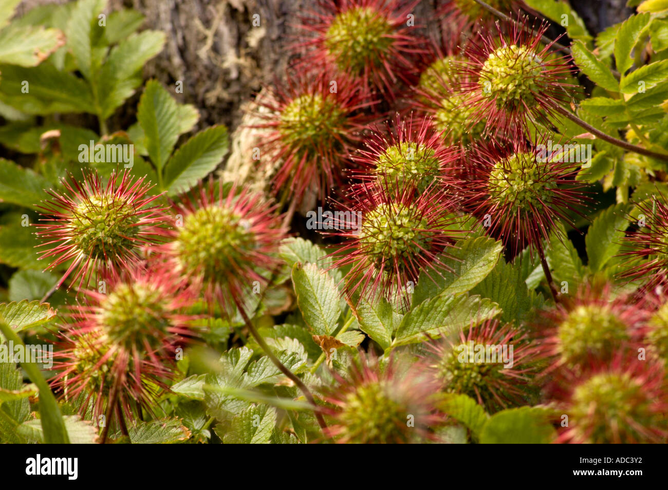 Two spined acaena hi-res stock photography and images - Alamy