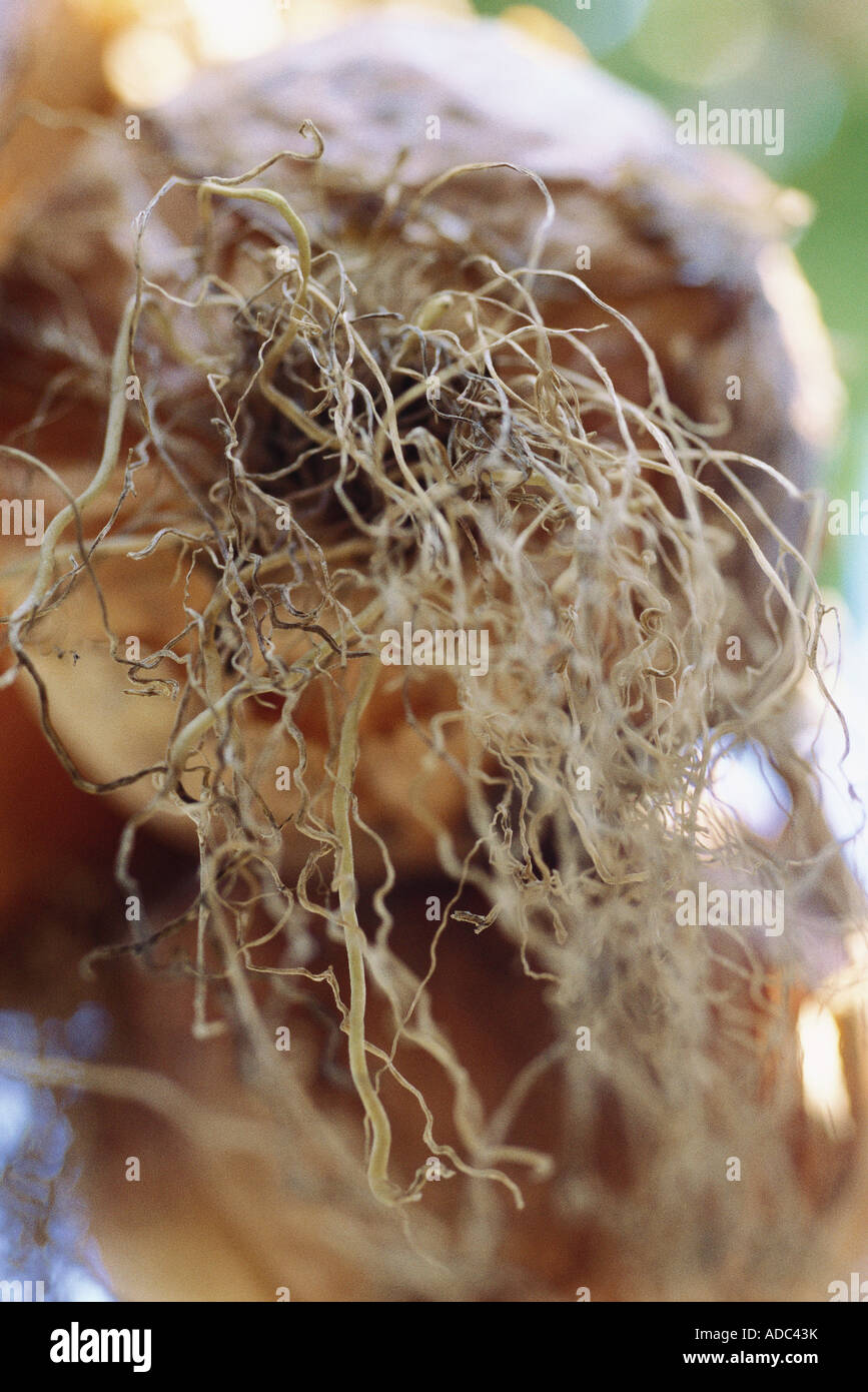 Tight roots hi-res stock photography and images - Alamy