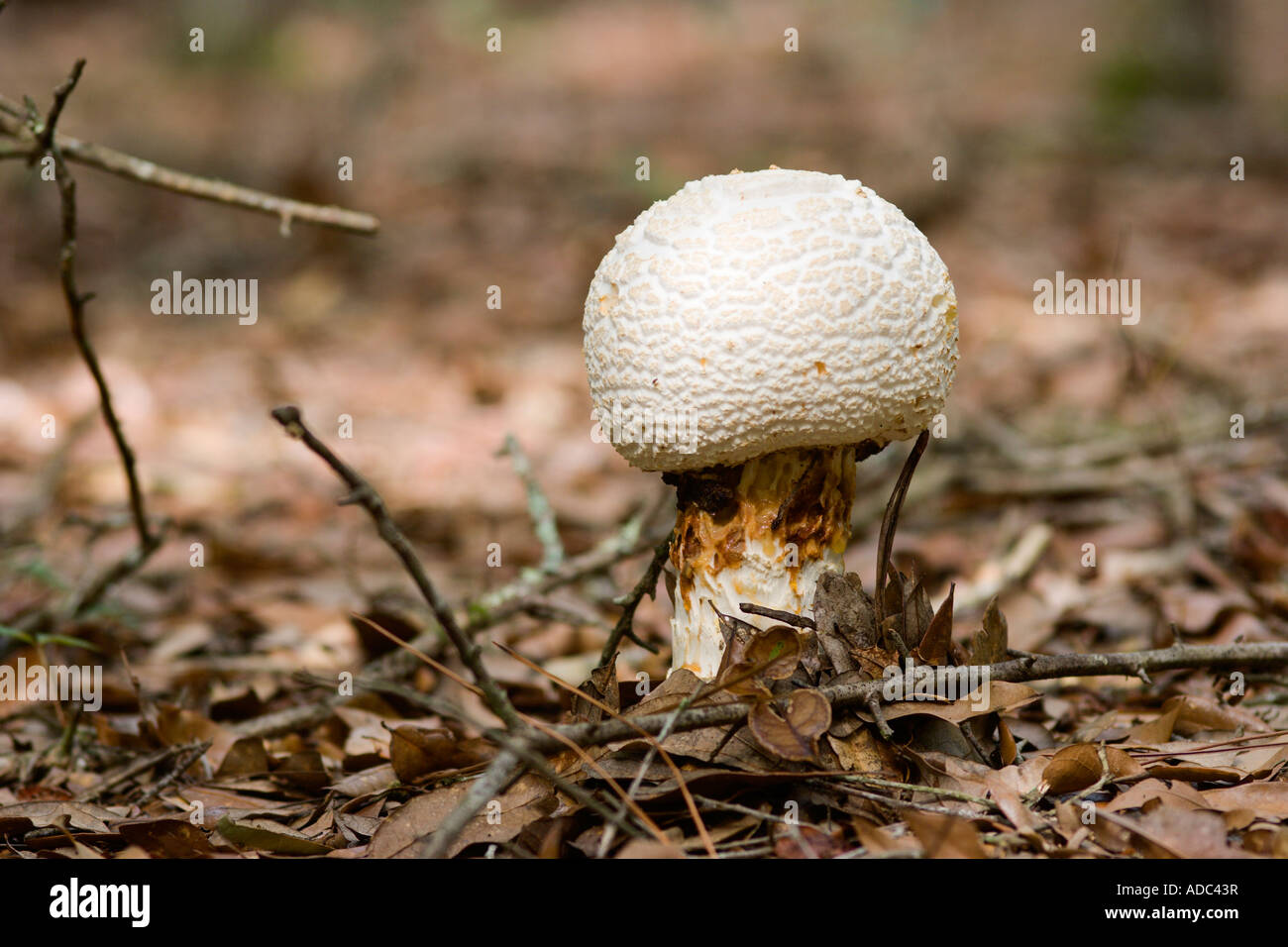 Florida fungi hi-res stock photography and images - Alamy