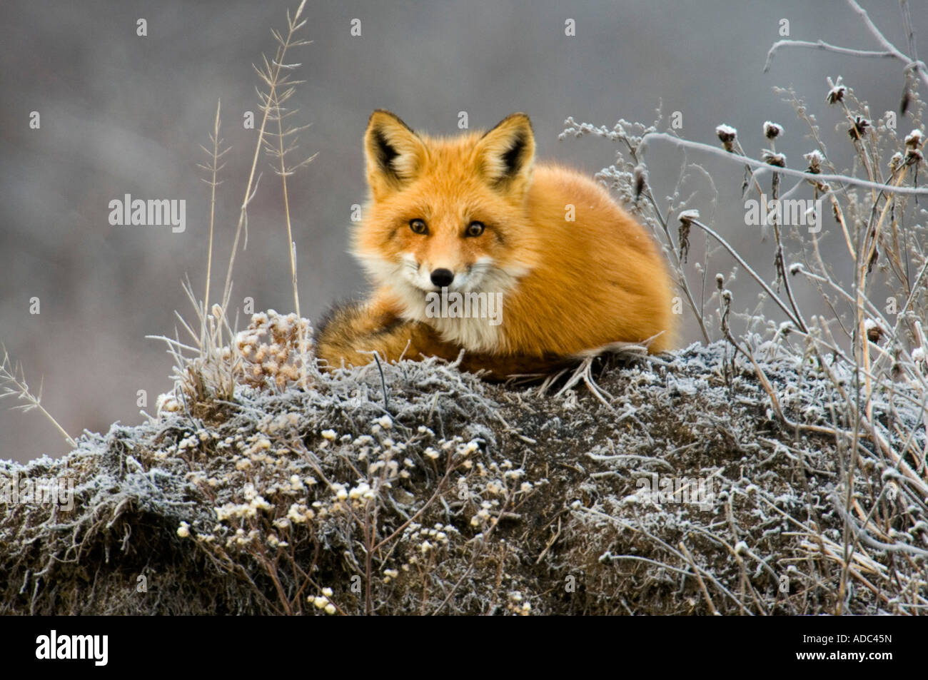 Red fox Vulpes vulpes snoozing on frosted mound of earth Greater ...