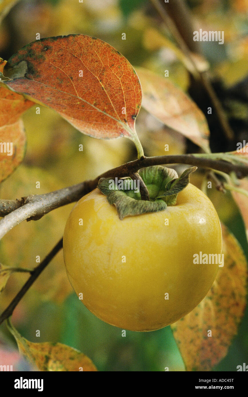 Persimmons growing tree branch hi-res stock photography and images - Alamy