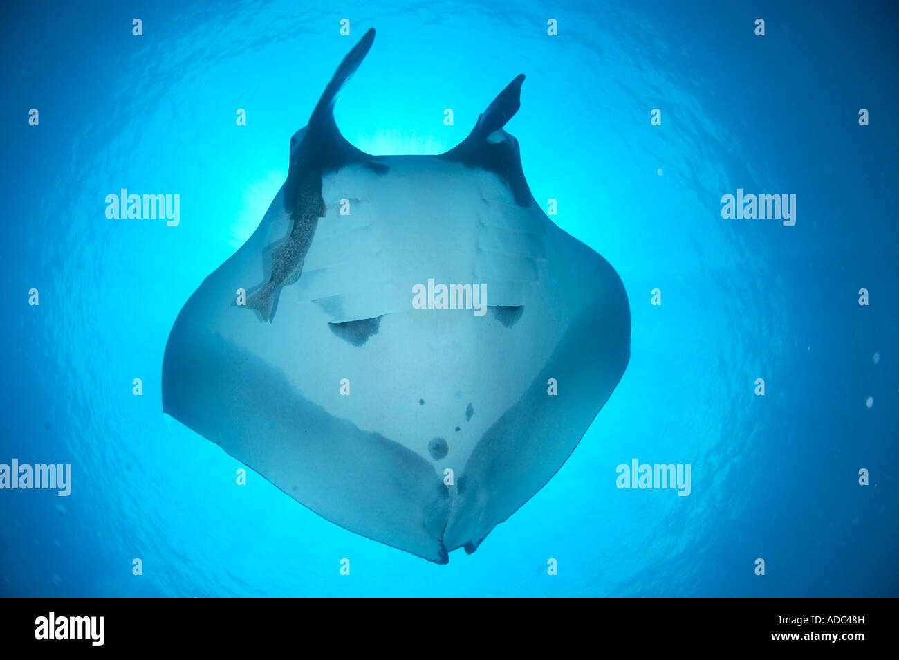 manta ray,koh bon andaman sea ,Thailand Stock Photo - Alamy