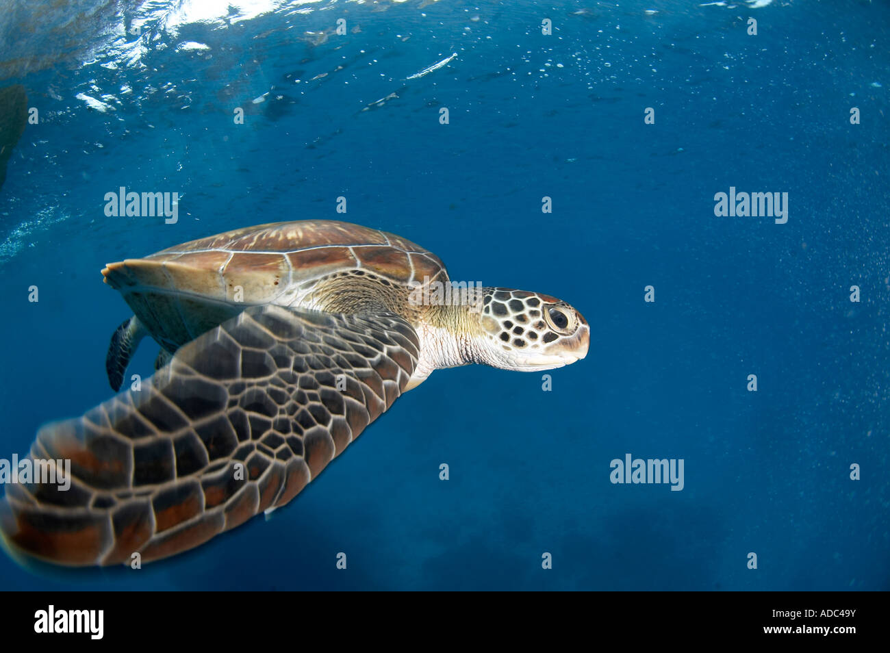 hawksbill turtle,similan,andaman sea, Thailand Stock Photo - Alamy