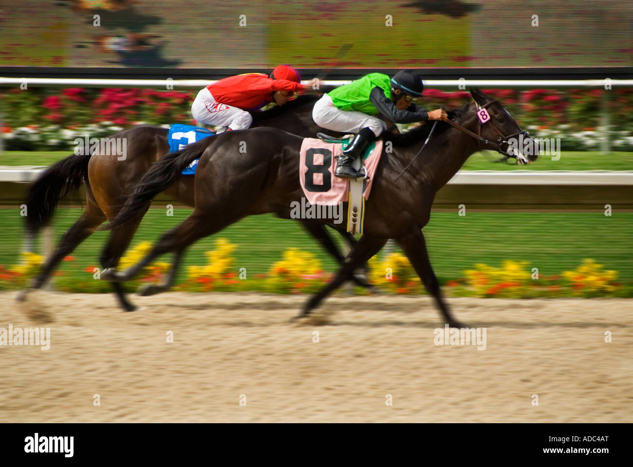 Champion racehorses hi-res stock photography and images - Alamy