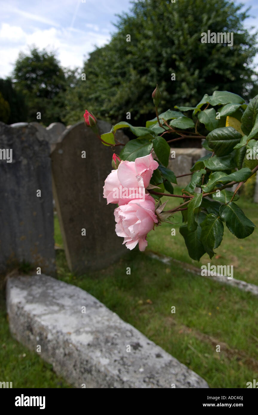 A pink rose in front of grave stones Stock Photo - Alamy