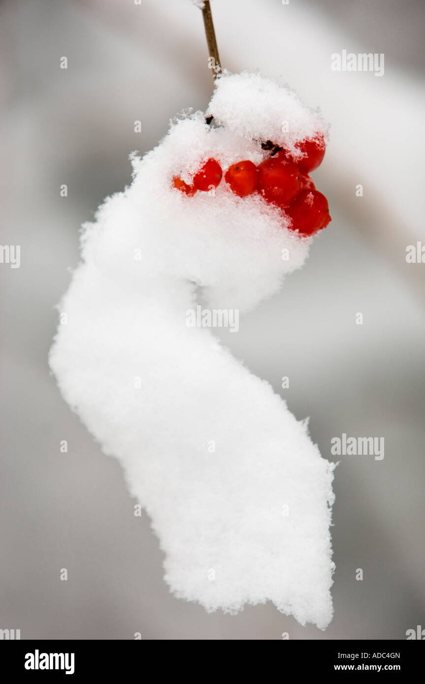 Fresh heavy wet snow on High bush cranberry (Viburnum trilobum ...