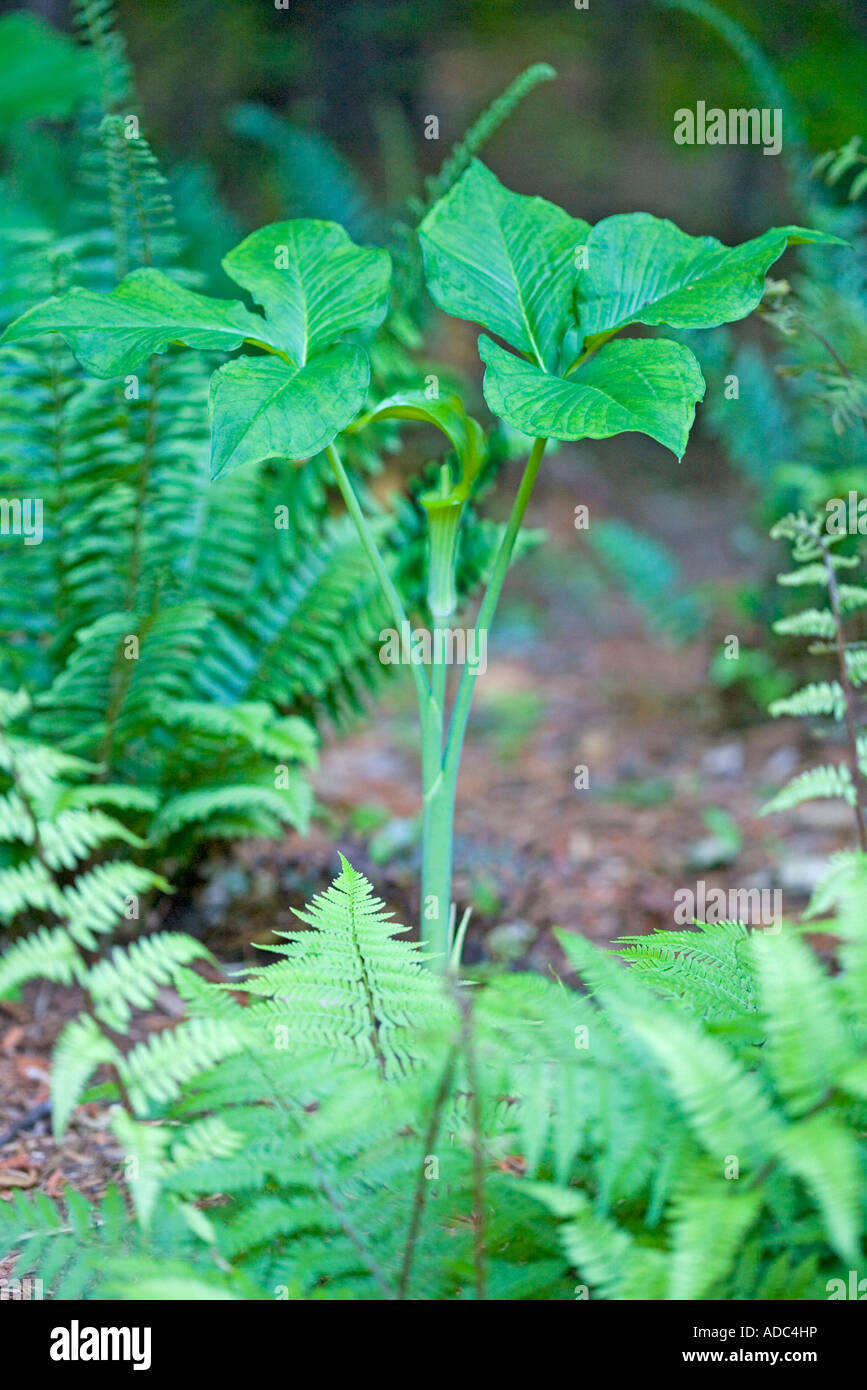 Jack in the Pulpit Arisaema triphyllum Durham North Carolina United ...