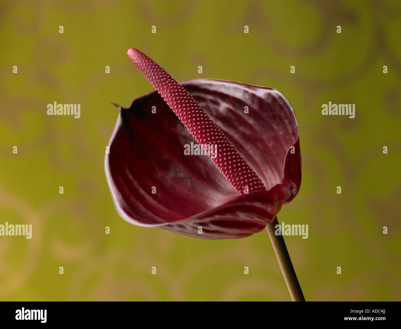 anthurium flower agains green background Stock Photo - Alamy