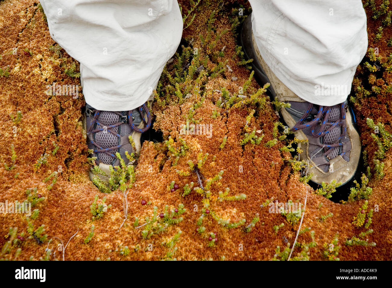 Man Walking over Peat Bog, Turbal (Sphagnum magellanicus) in Parque ...