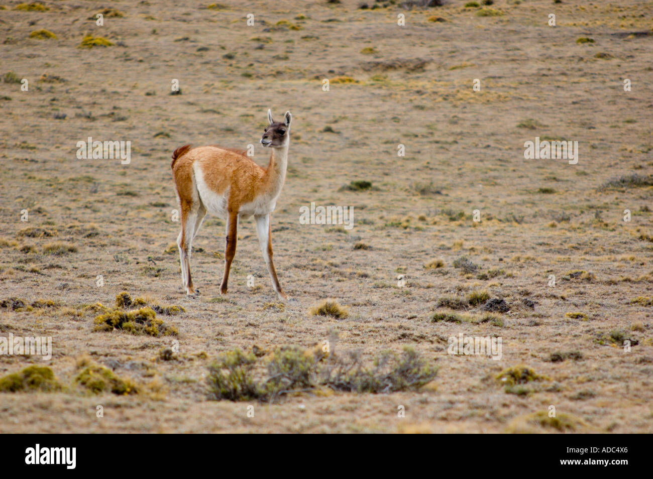 Guanaco skin hi-res stock photography and images - Alamy