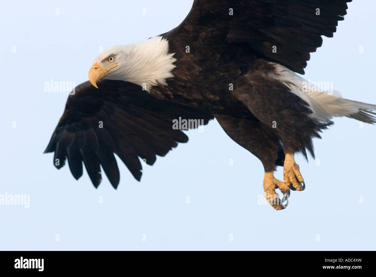 Eagle feet hi-res stock photography and images - Alamy