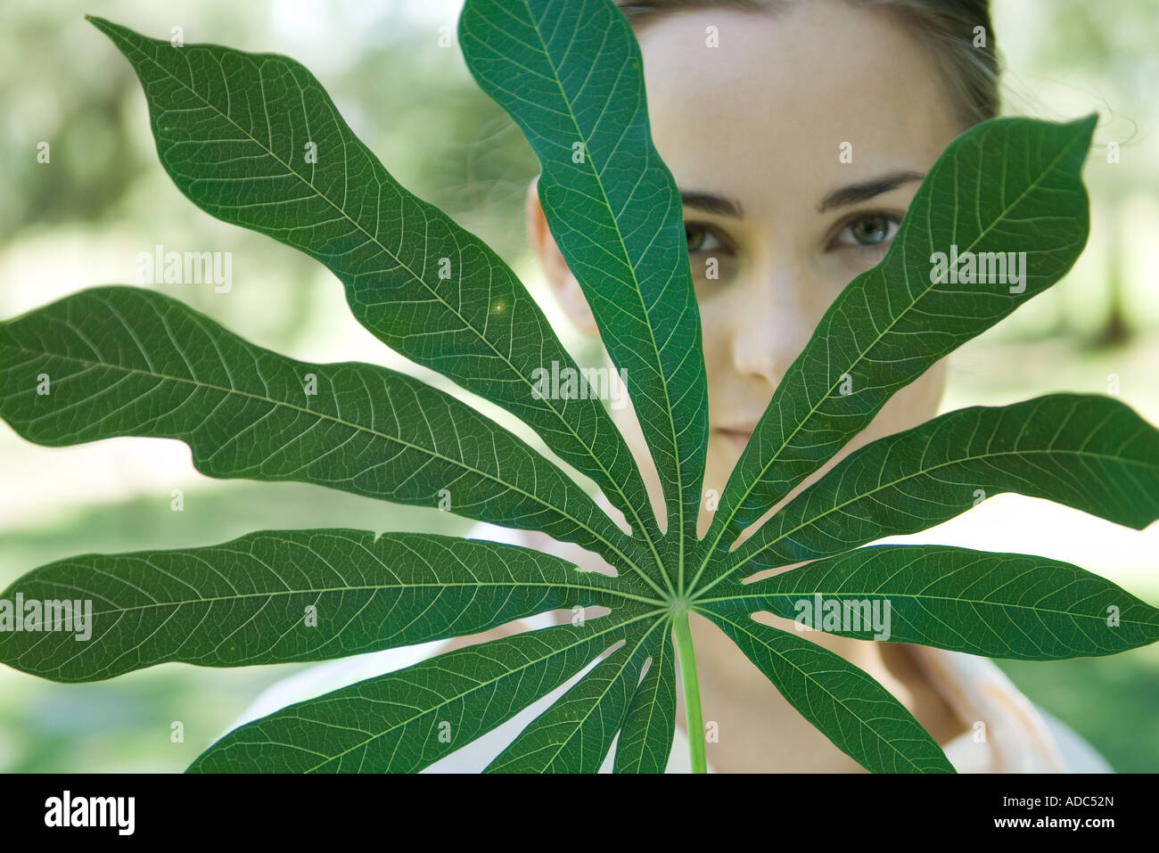 Woman looking through leaves of manioc branch, close-up Stock Photo - Alamy
