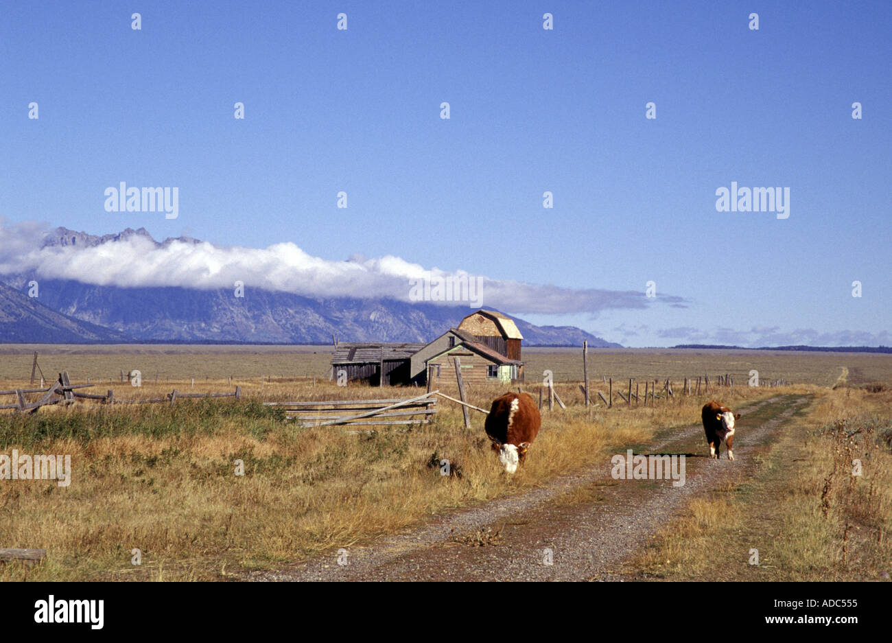 Old cattle path in hi-res stock photography and images - Alamy