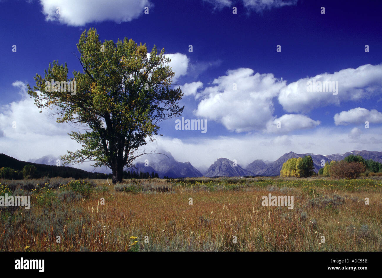 Tree on the Prairie Stock Photo - Alamy