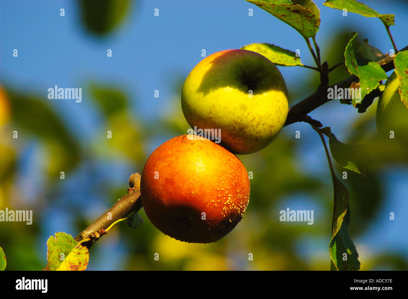 Two distinct fruits hi-res stock photography and images - Alamy