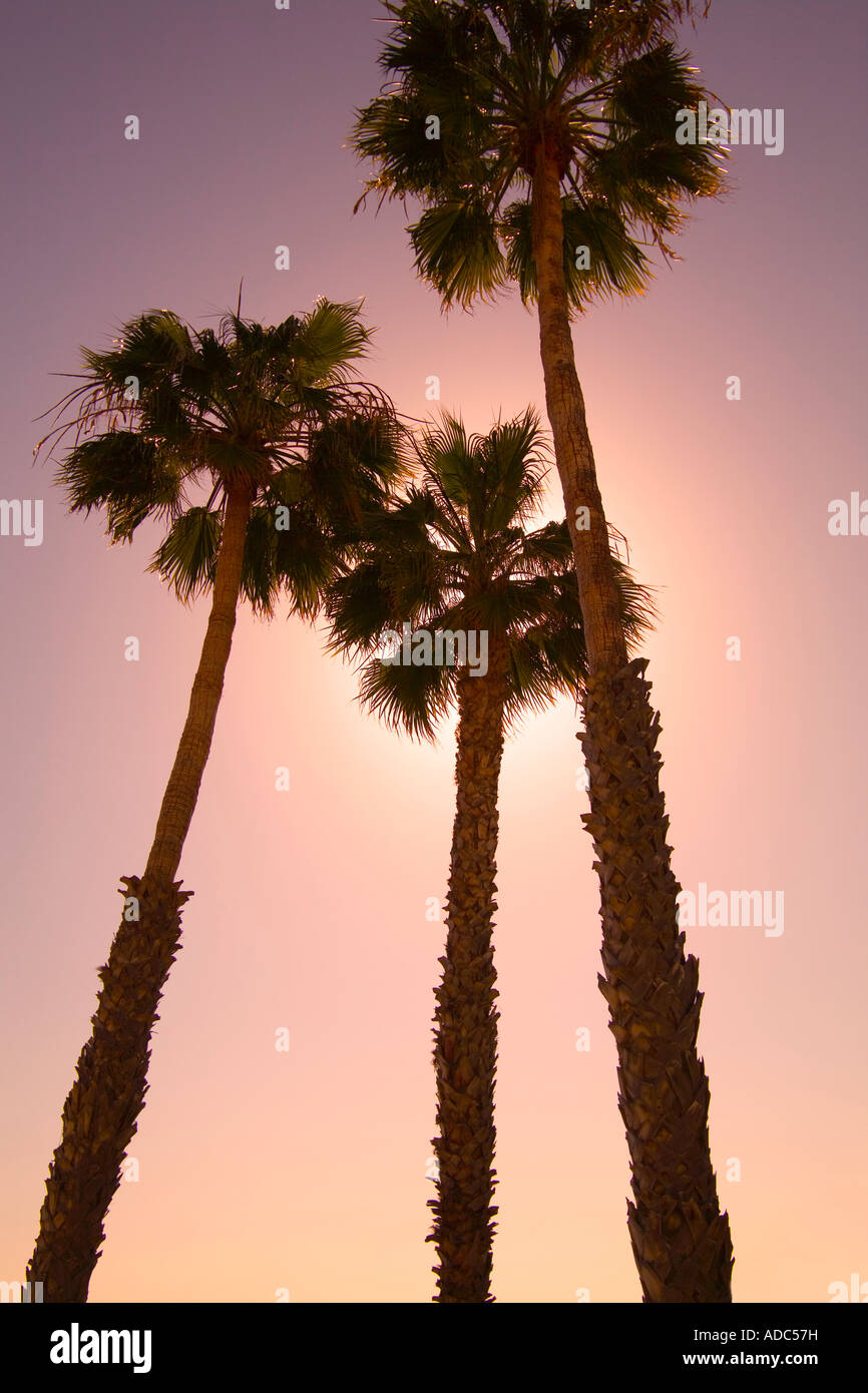 Tall trees stand hi-res stock photography and images - Alamy