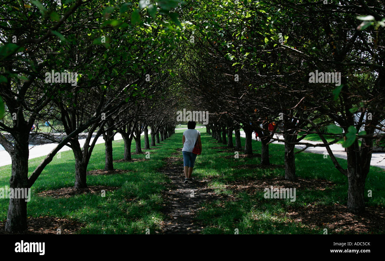 trees in line Stock Photo - Alamy