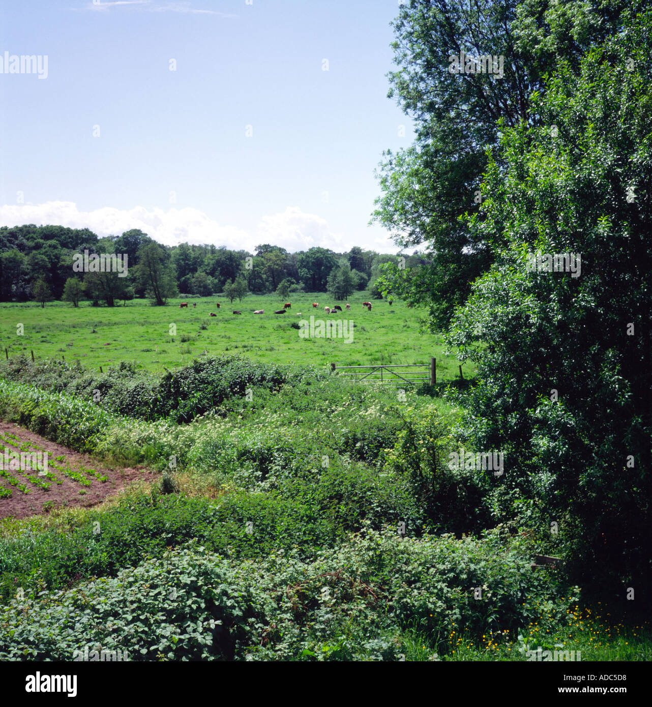 farming scenery Butley Suffolk England Stock Photo - Alamy