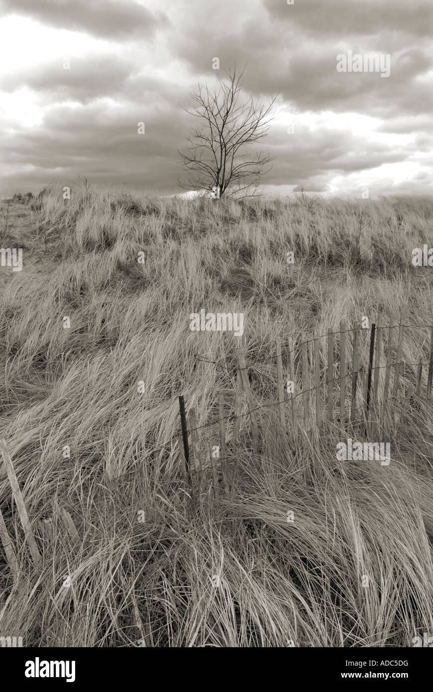 Landscape with sea grass tree and moody dark winter sky Stock Photo - Alamy